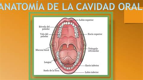 Anatomia Cavidad Oral Pptx