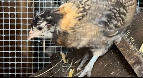 Bantam Easter Egger Pullet Cockerel Backyard Chickens Learn How