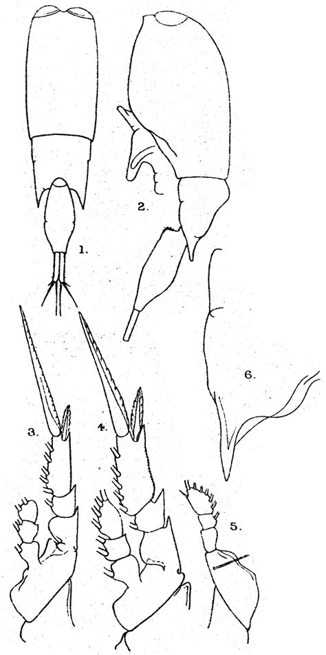 Species Farranula Gibbula Plate 8 Of Morphological Figures Marine
