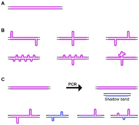 Alternative Dna Structures A Schematic Representation Of Download Scientific Diagram