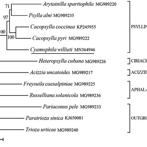 Pdf The Complete Mitochondrial Genome Of Cyamophila Willieti Wu Hemiptera Psyllidae