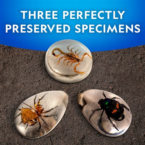 mua real bug dig kit dig up 3 real insects including spider fortune