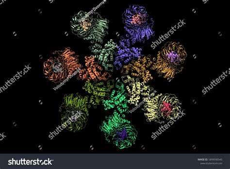 Structure Apaf1 Apoptosome Cytochrome C Shown Stock Illustration