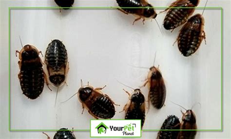How To Start A Dubia Roach Colony In 8 Tips Your Pet Planet