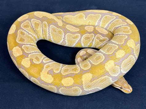 Caramel Albino Ball Python By Stoneage Ball Pythons Morphmarket