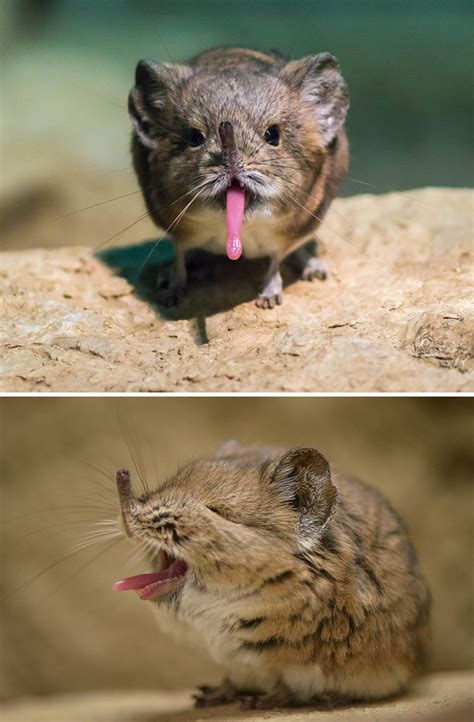 40 Rare Animal Babies Youve Probably Never Seen Before Bored Panda