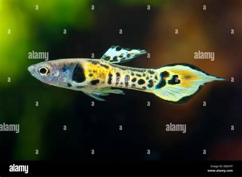 Endlers Guppy Endlers Livebearer Dovermolly Poecilia Wingei