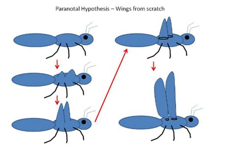 Insect Anatomy And Evolution Flashcards Quizlet