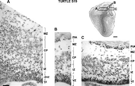 Cytoarchitecture Of Embryonic Turtle Dorsal Cortex Stage 19 S19 Download Scientific Diagram