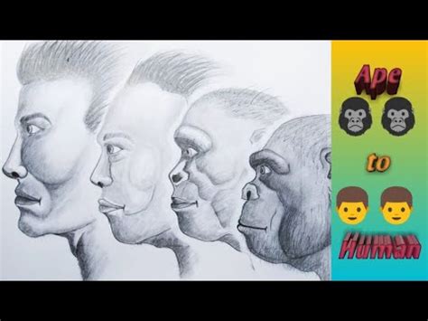 Evolution Drawing Easy