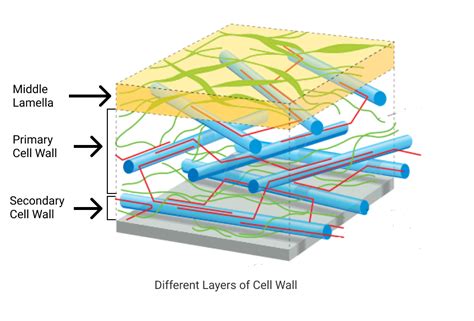 Cellulose Cell Wall Function