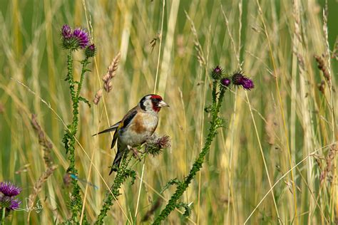De Putter Mijn Blogje