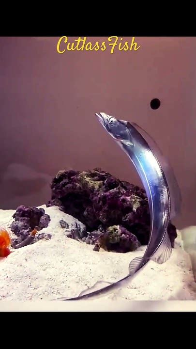 Mma Shorts Cutlassfish Silver Scabbardfish Hairtails Fish