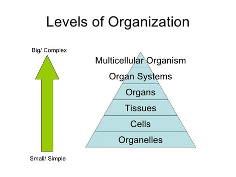 Levels Of Organization Simplest To Most Complex At Anthony Klein Blog