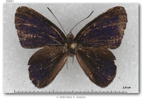 Setabis Phaedon Pinned Specimens