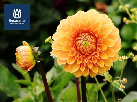 Dalias Flores Exóticas