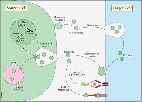 Stem Cell Derived Extracellular Vesicles Ijn