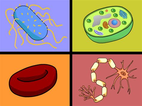 Specialization Ms Andersons Biology Class