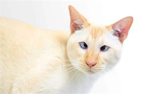 Red Colorpoint Shorthair