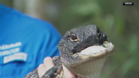 Gatorland Asks For Help Naming Jawless Alligator