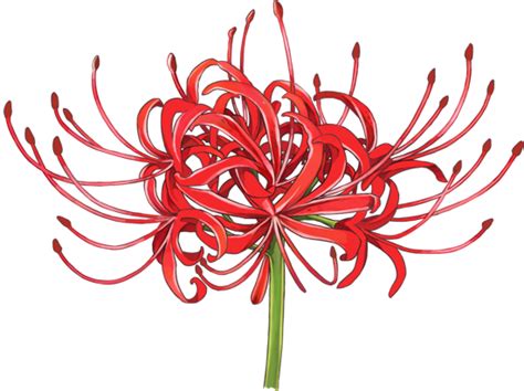 Ef On Twitter 프리소스입니다 동인ok 개인ok 상업ok 재배포x 피안화 석산 붉은상사화 꽃무릇 등등 여러 이름을 가진 꽃입니다 이 미카즈키 일러에