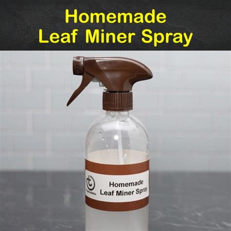 6 Easy To Make Leaf Miner Spray Recipes