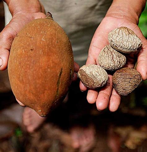 Jangan Sampai Salah Begini Tips Cara Memilih Kluwek Yang Bagus Jamupedia Jamupedia