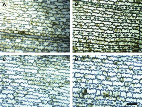 The Effect Of Growth Co 2 On Maize Leaf Epidermal Structure The Light