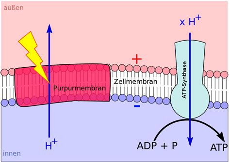 What Is The Difference Between Halorhodopsin And Bacteriorhodopsin