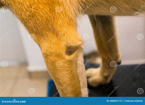Callus Pyoderma Of The Elbow In A Two Year Old Dog Although The Dog