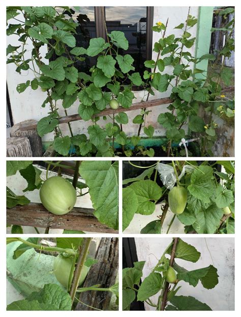 Jamesbon Jonnes Daulay