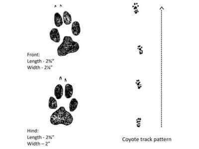 Coyote Trapping And Removal In Milwaukee Wisconsin Wildlife Control