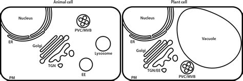 Simplified Model Of Animal And Plant Endomembrane System Er