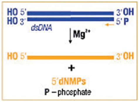 Thermo Scientific Lambda Exonuclease 10 U Lenzymes And Inhibitors