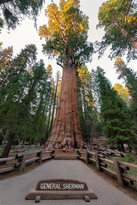 Floresta Da Sequoia Gigante No Parque Nacional De Sequoia Califórnia
