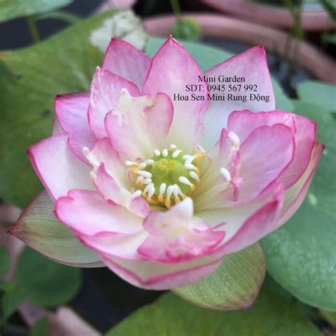 Mua Củ Sen Mini Nhật Rung Động Củ Sen Giống Củ Sen Mini Ra Hoa Sau