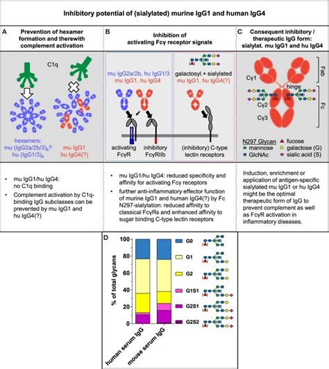 Potential Of Murine Igg1 And Human Igg4 To Inhibit The Classical