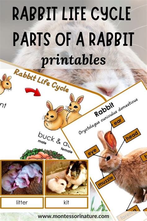 Wild Rabbit Life Cycle Swamp Rabbit National Wildlife Federation
