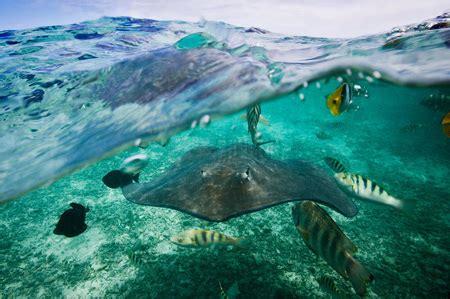 Wild Life Tahiti