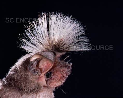 Chapins Free Tailed Bat Chaerephon C Stock Image Science Source