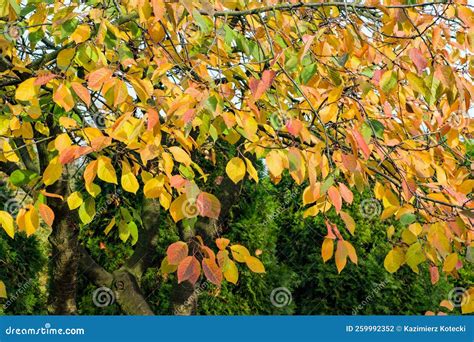 Cherry Tree Growing In The Garden At Autumn Season Covered With Multi