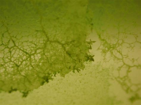 Aquatic Algae Eating Slime Mold Rslimemolds