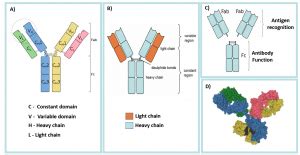 Antibodies Structure Function Teachmephysiology