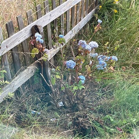 Bigleaf Hydrangea Lets Dance Sky View® Plant Care Water Light Nutrients Greg App 🌱