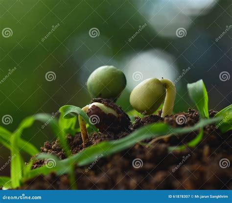 Seeding Stock Image Image Of Forest Ground Dirt Agriculture 61878307
