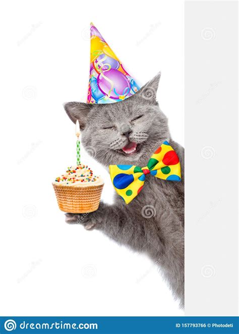 101 Funny Cat Happy Birthday Memes Artofit