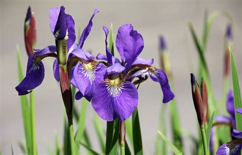 3 000 Free Iris And Eye Images Pixabay