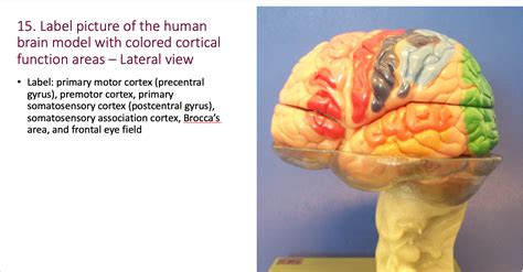 Solved 15 Label Picture Of The Human Brain Model With