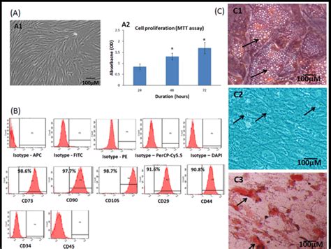 A Phase Contrast Image Of Bone Marrow Mesenchymal Stem Cells Bm Mscs Download Scientific