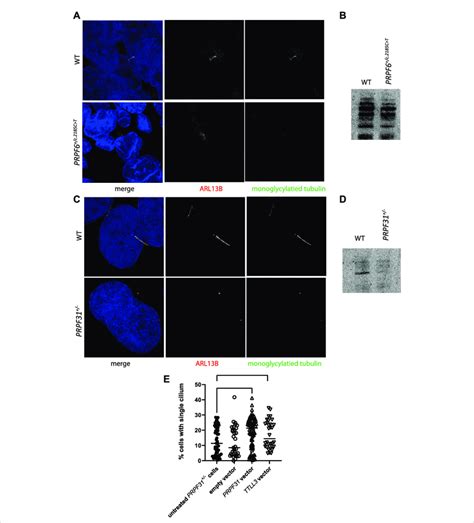 Analysis Of Monoglycylation In Prpf6 C2185ct Cells And Prpf31 −